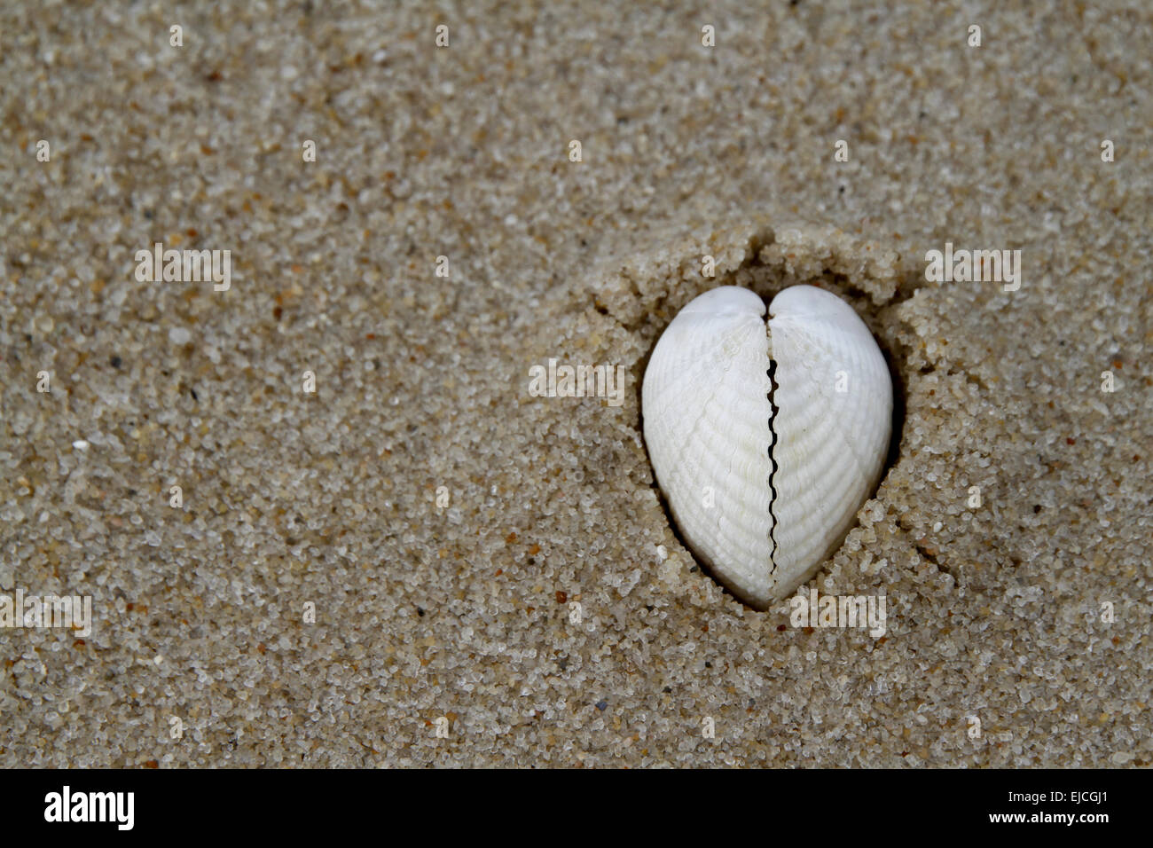 Heart cockle shell hi-res stock photography and images - Alamy