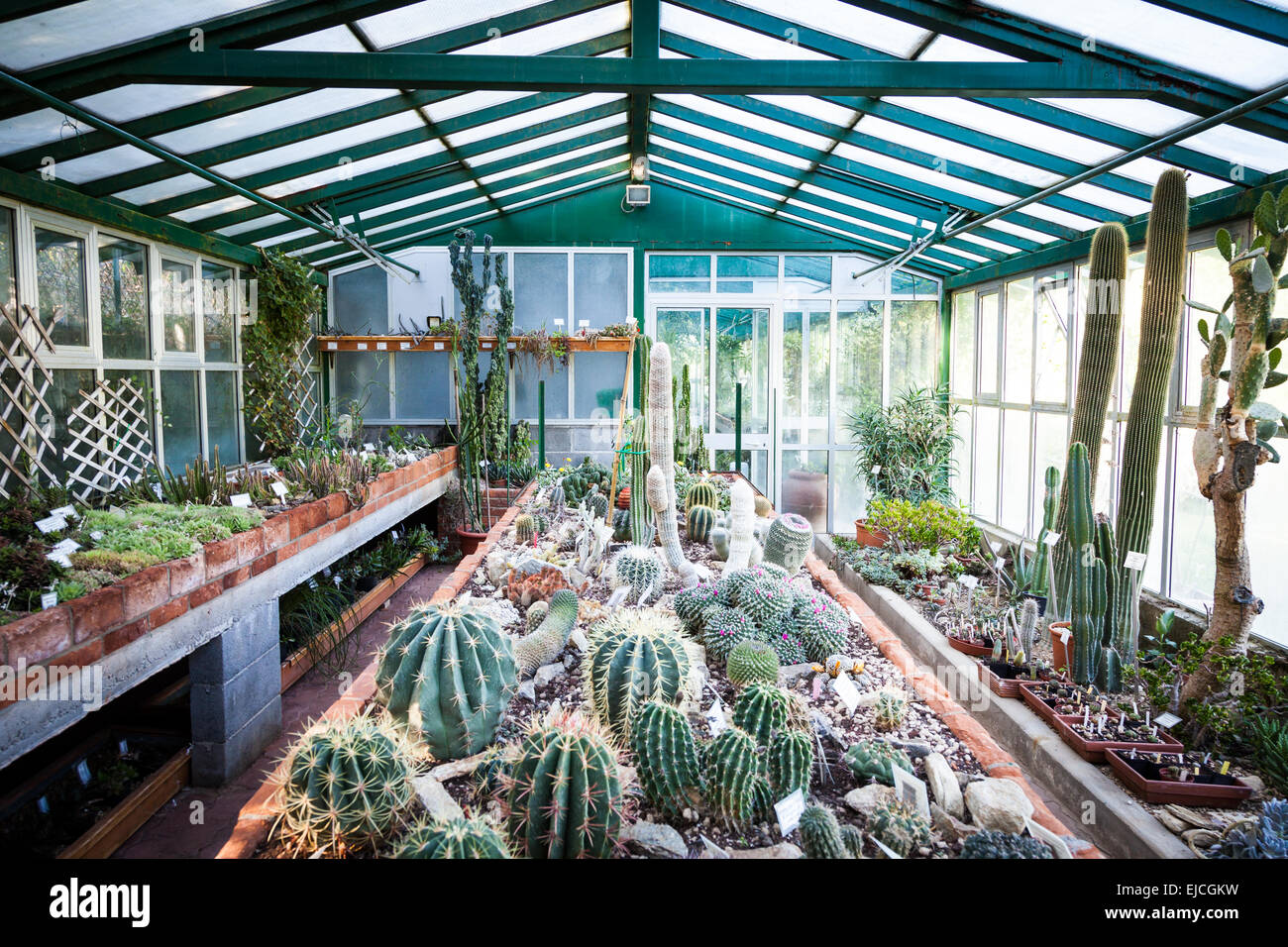 Cactus inside greenhouse hi-res stock photography and images - Alamy