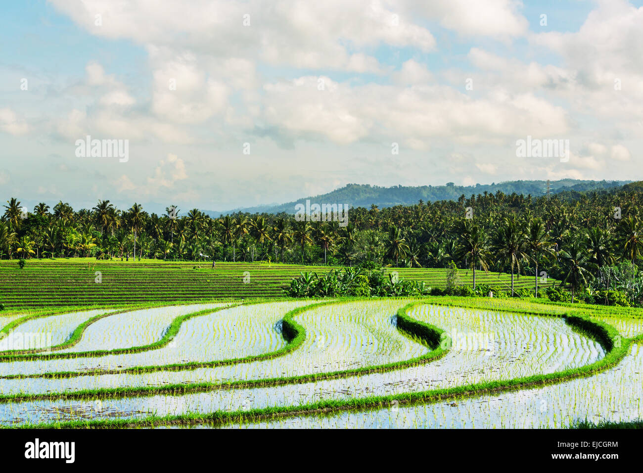 Field in Indonesia Stock Photo - Alamy