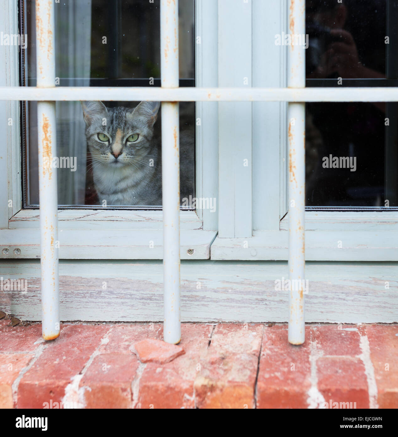 Cat in the window Stock Photo - Alamy