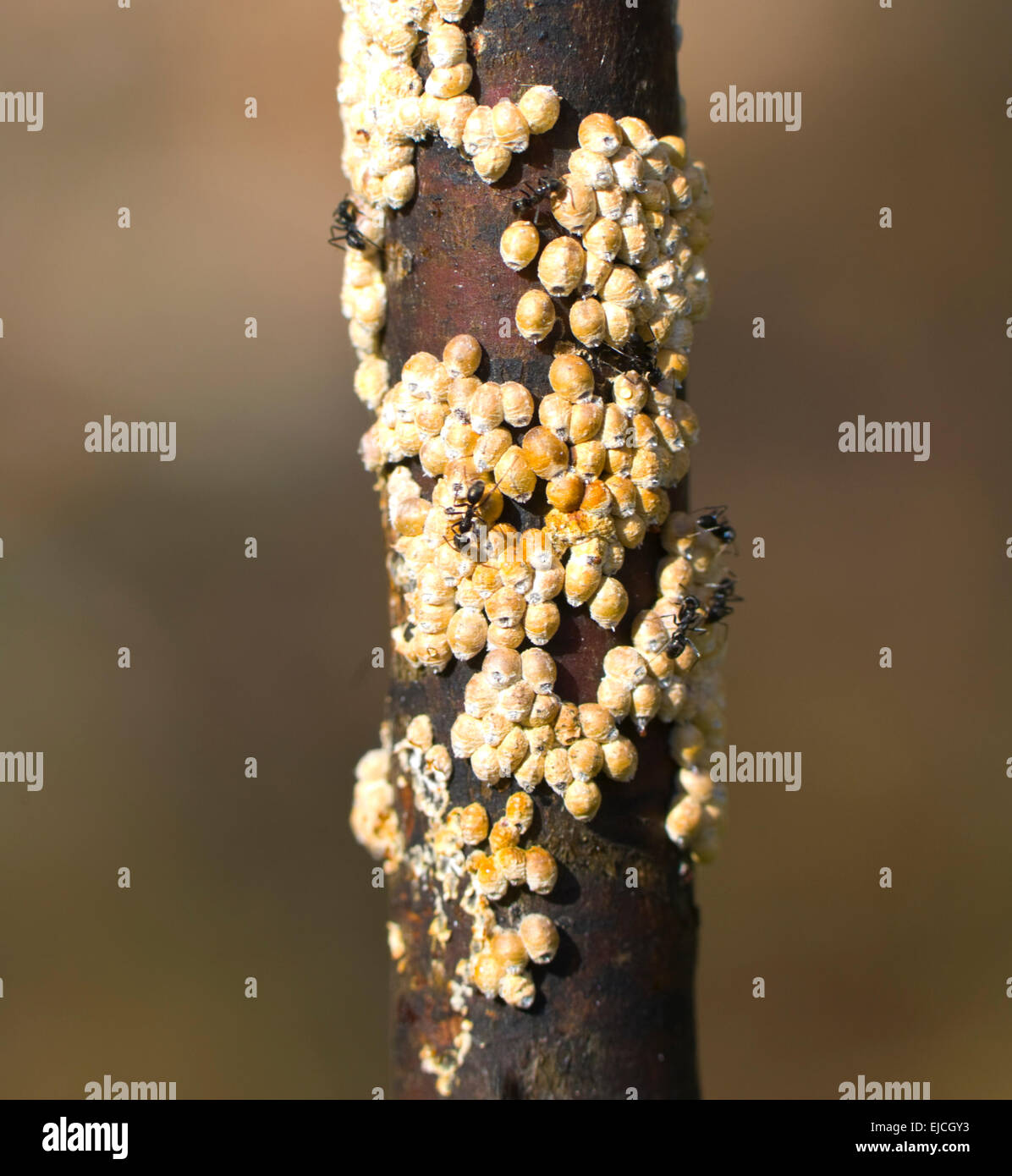 Pink-white Wax Scale Insect (Cryptes baccatus Stock Photo - Alamy