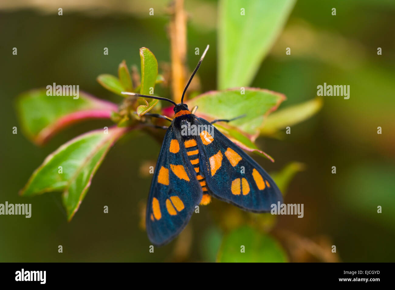 Australian tiger moth hi-res stock photography and images - Alamy