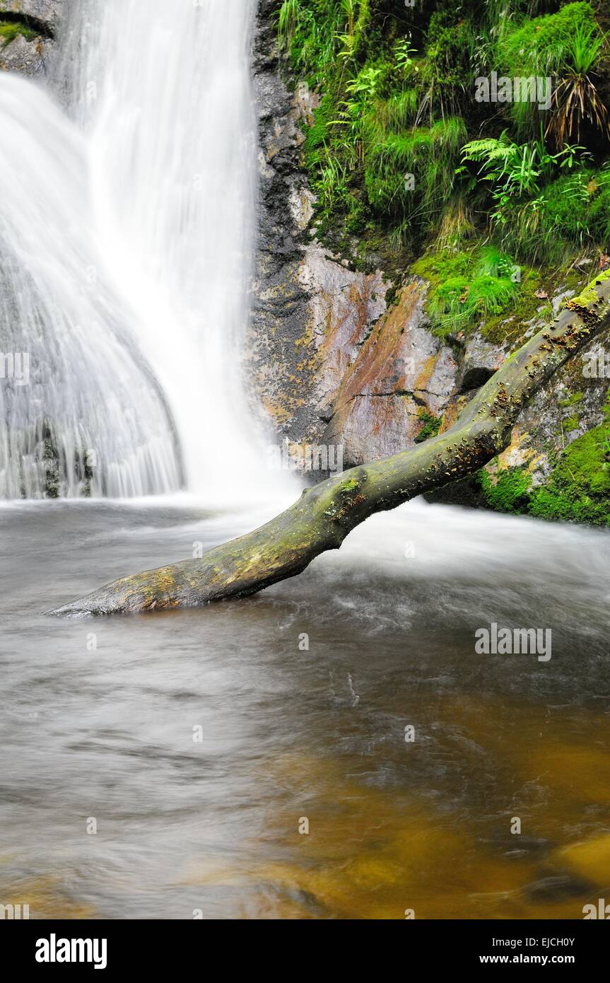 Wet trunk fallen tree over hi-res stock photography and images - Alamy