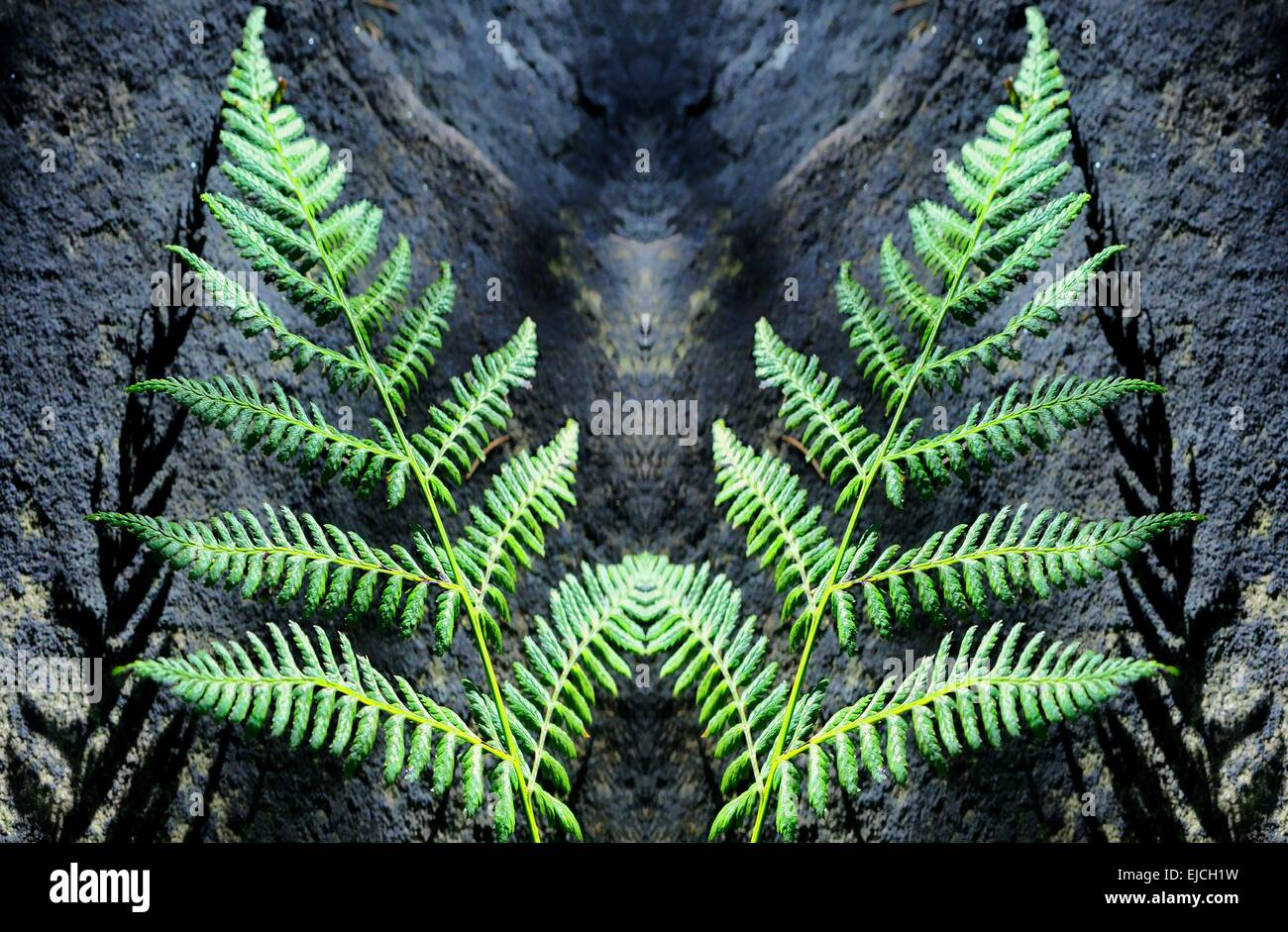 Two fern species hi-res stock photography and images - Alamy