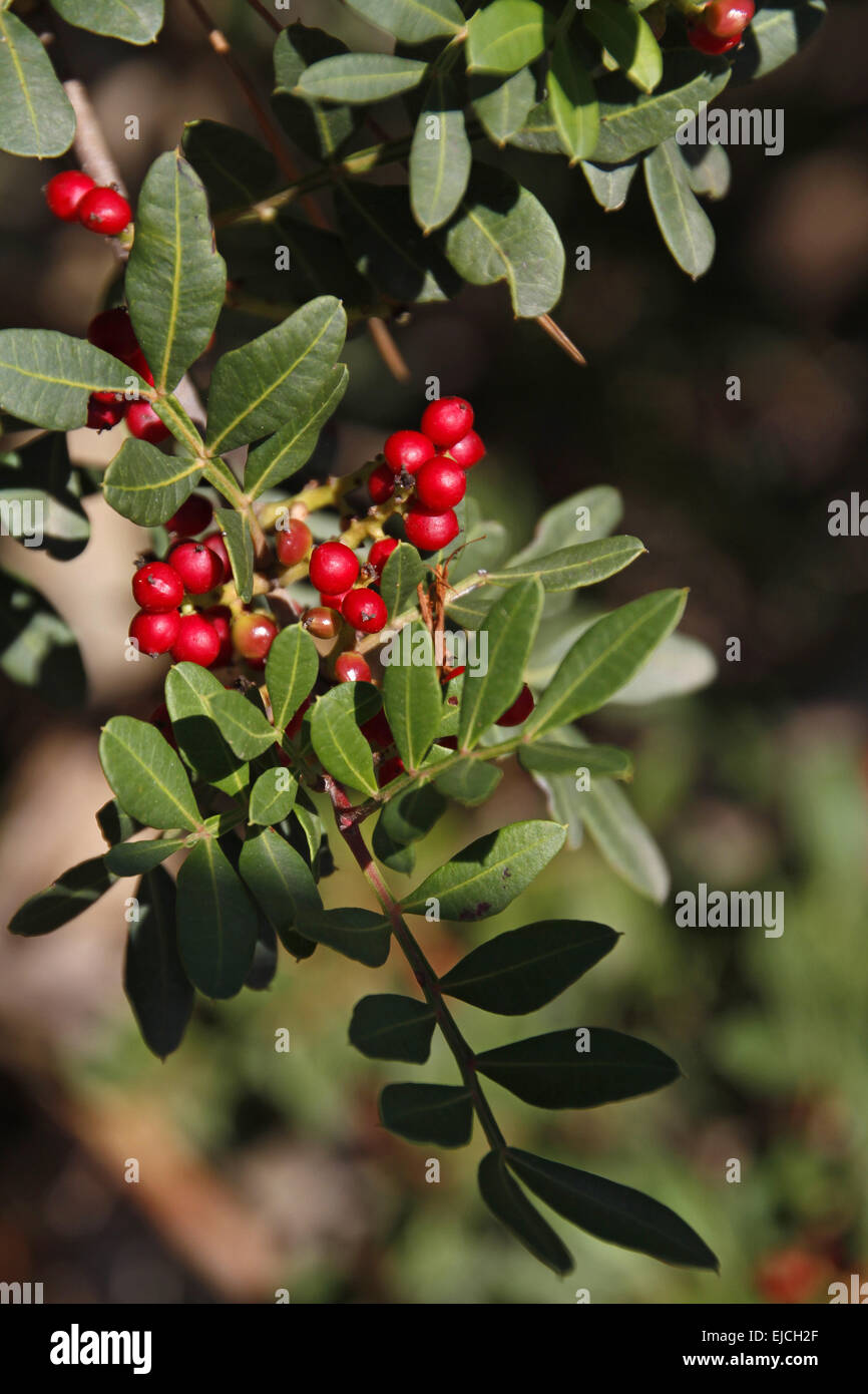 Mastix strauch hi-res stock photography and images - Alamy