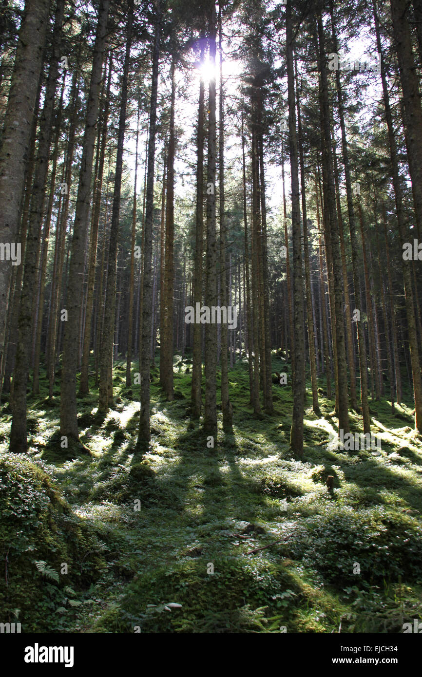 Conifer forest hi-res stock photography and images - Alamy