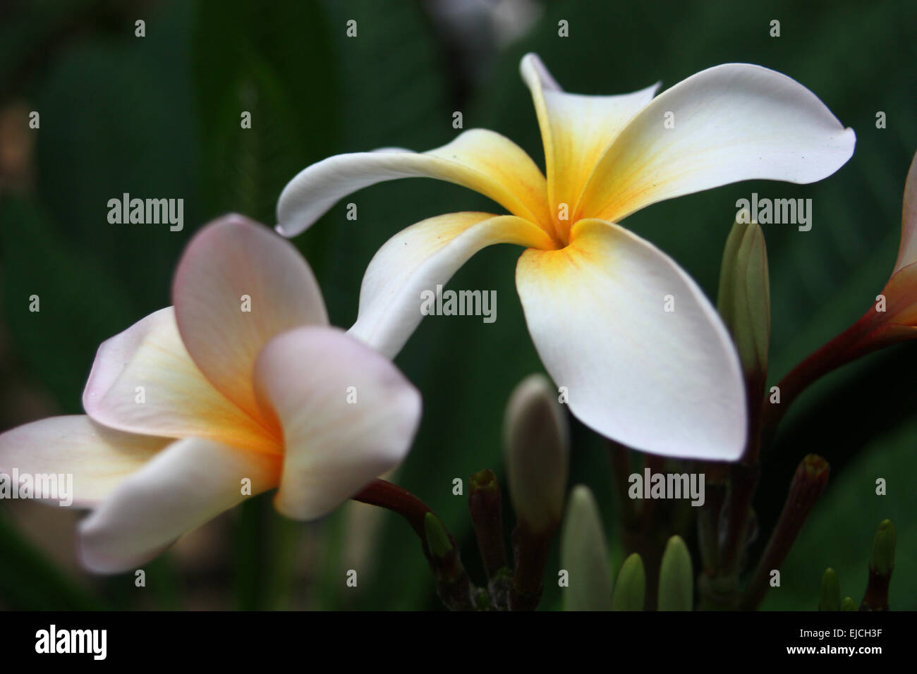 Temple tree white hi-res stock photography and images - Alamy