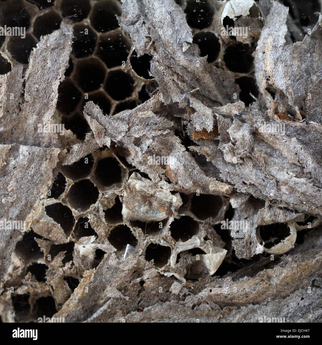 Hymenopteren hi-res stock photography and images - Alamy