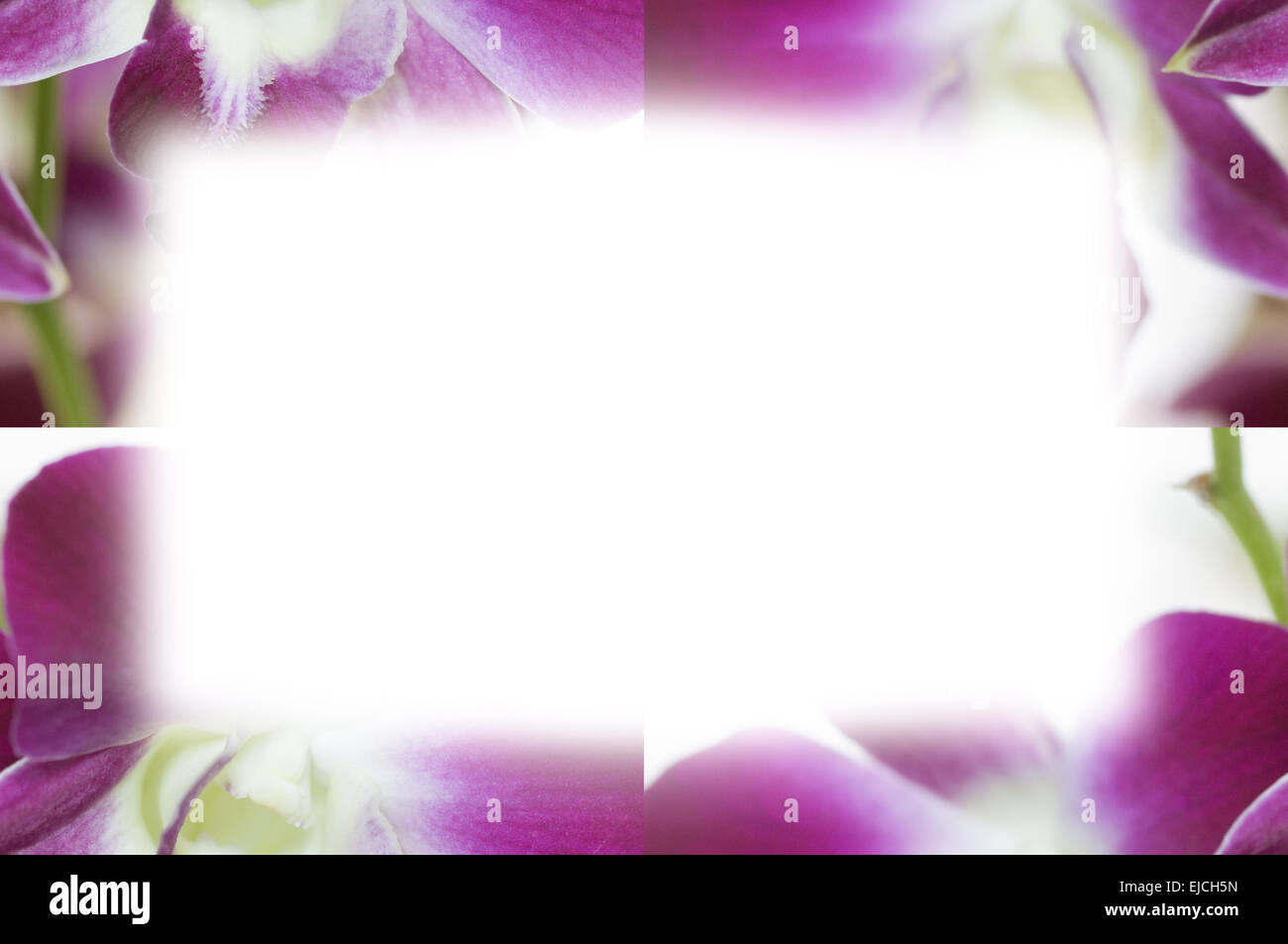 two purple orchid near frame Stock Photo - Alamy