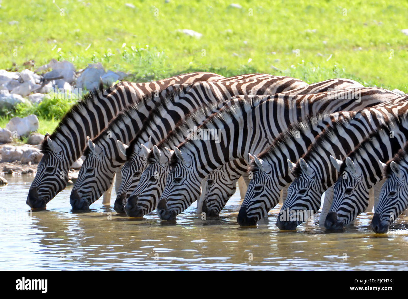 Zebras at waterhole Stock Photo - Alamy