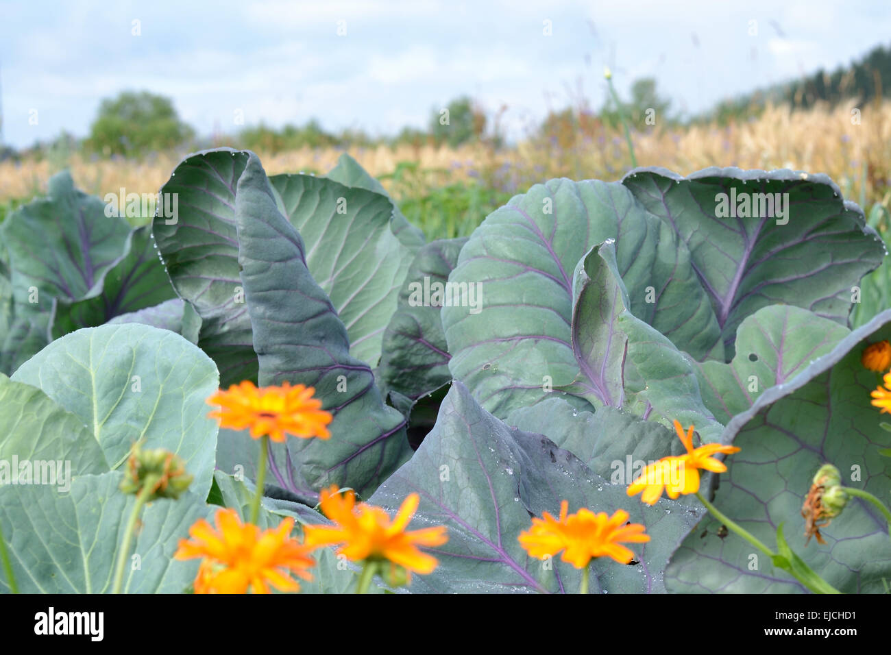 Dietary herb hi-res stock photography and images - Alamy