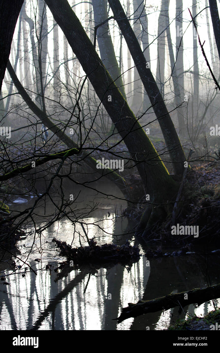 Bi foto hi-res stock photography and images - Alamy