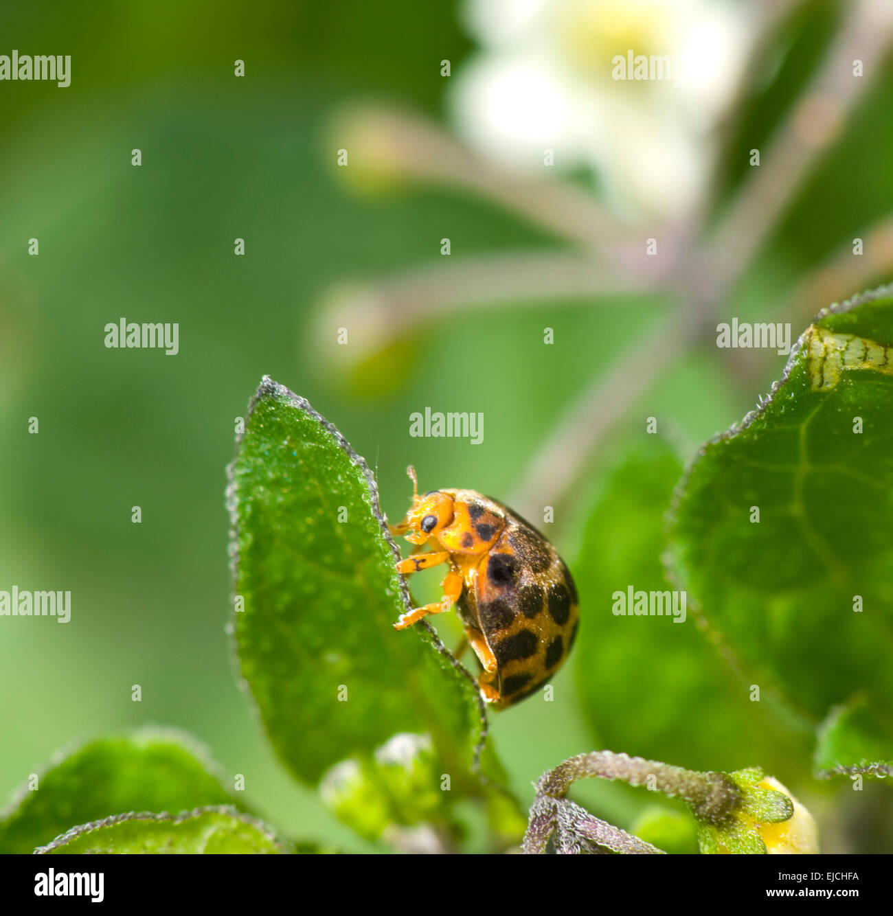 Leaf-eating Ladybird Beetle (Genus Epilachna), New South Wales ...