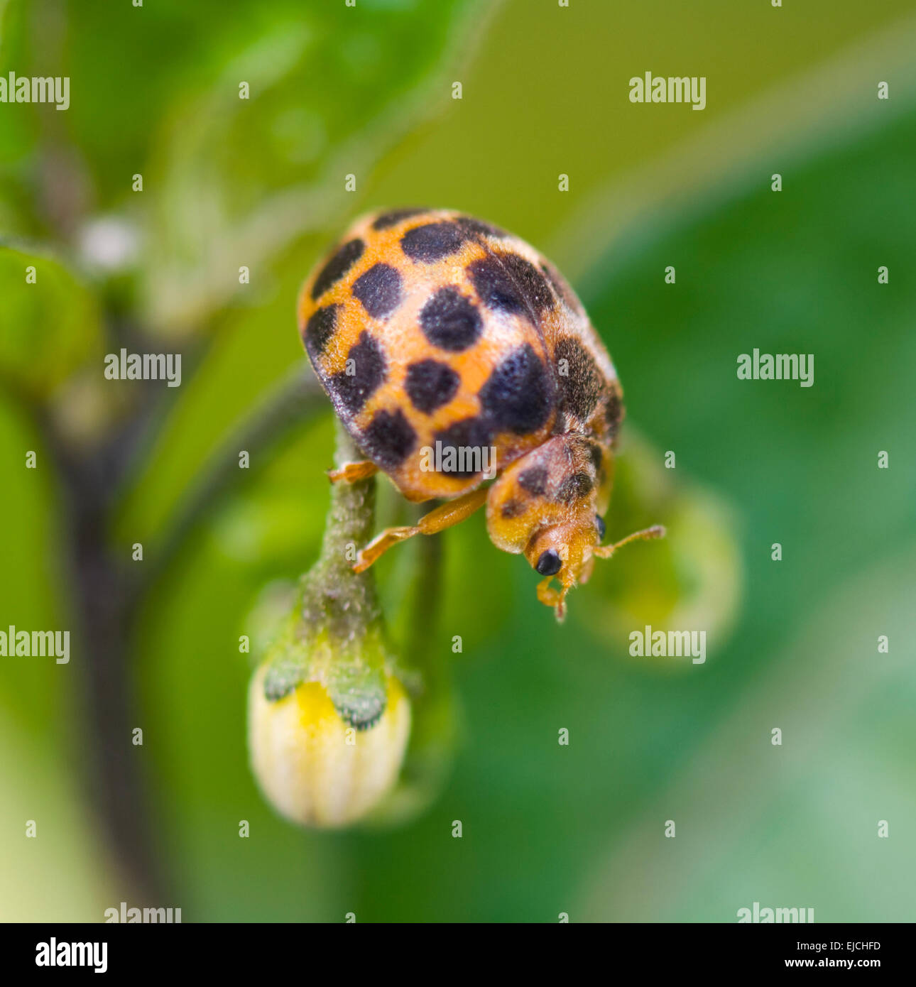 Leaf eating insects hi-res stock photography and images - Alamy