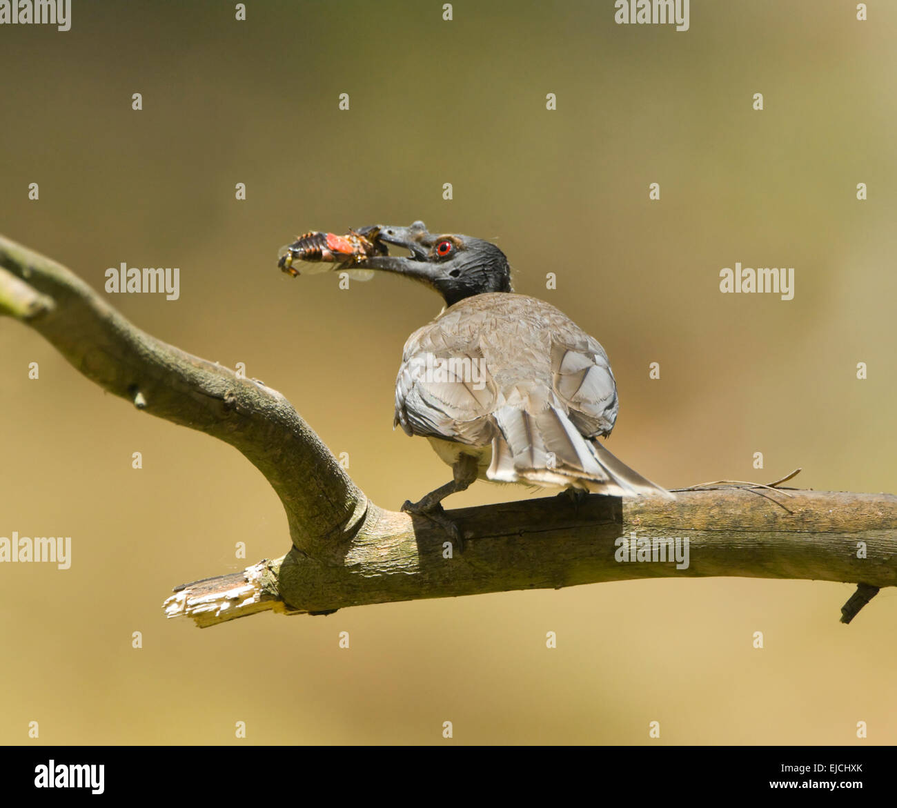 Insect eating birds hi-res stock photography and images - Alamy