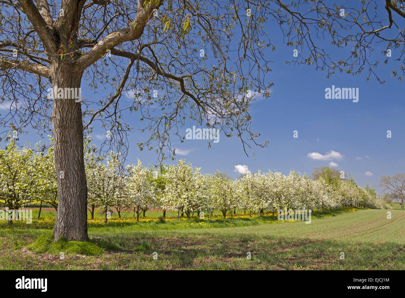 Fruit tree plantation Stock Photo - Alamy