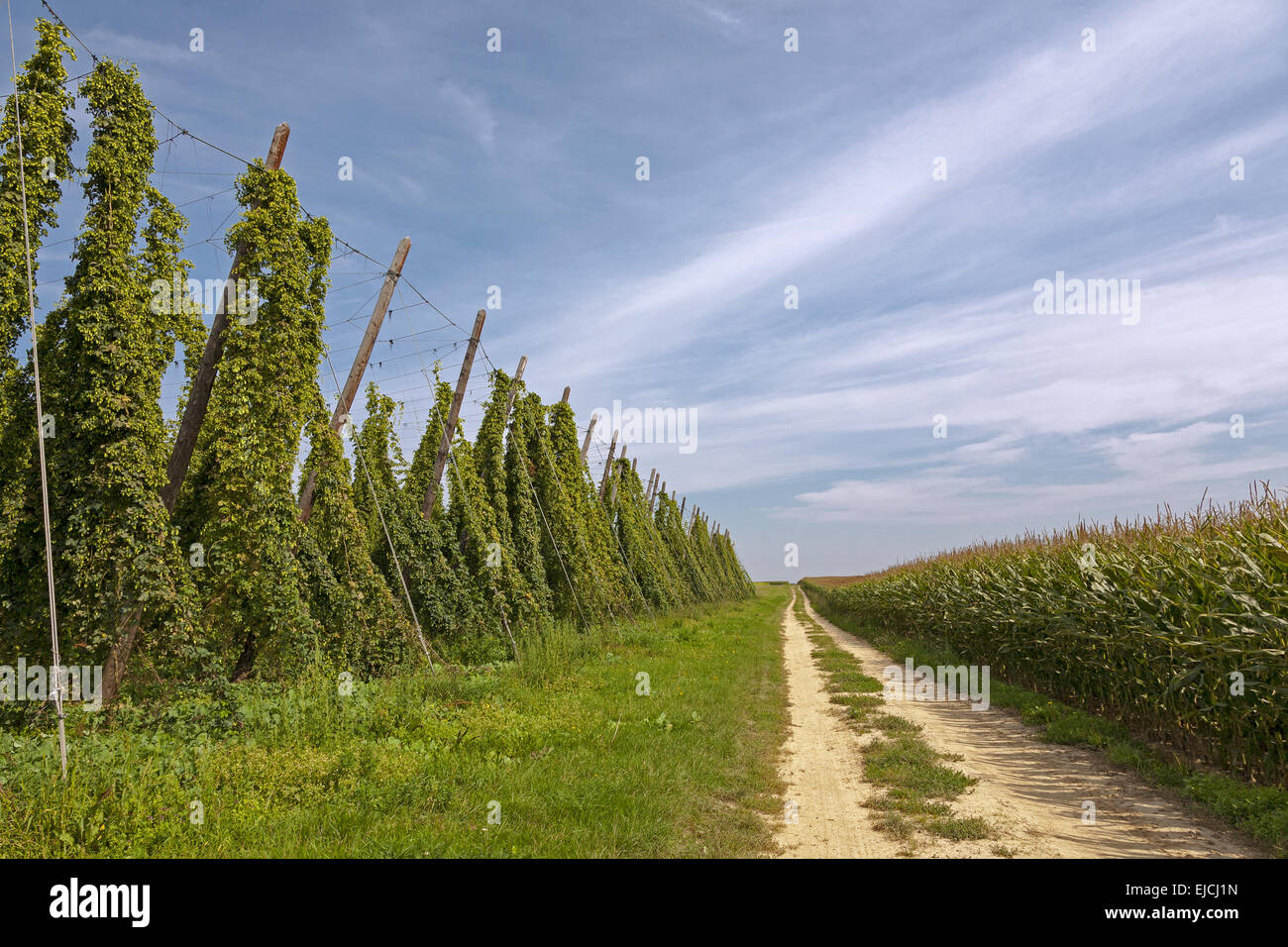 Hop field, hops (Humulus Stock Photo - Alamy