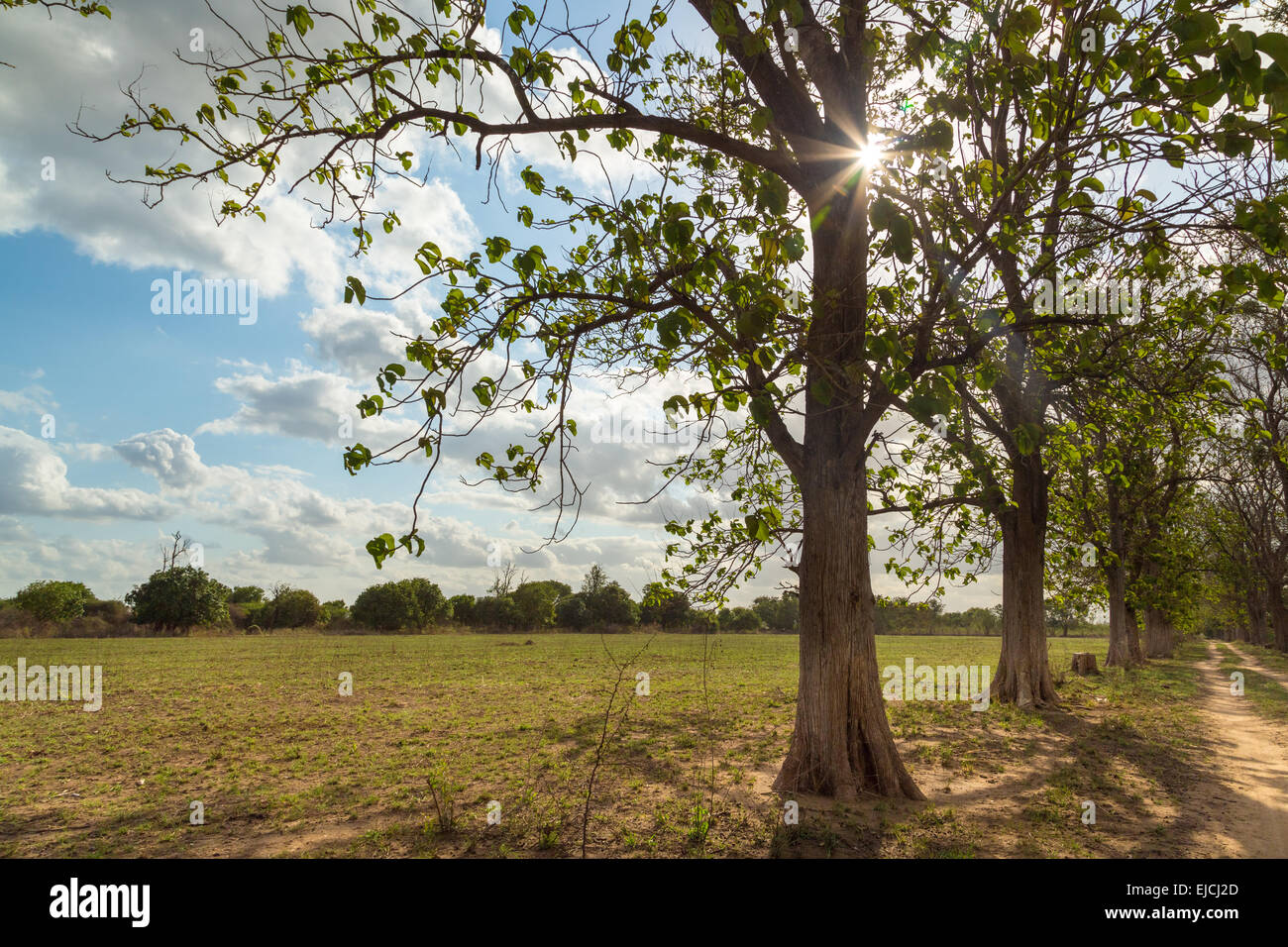 Trees in the meadow Stock Photo - Alamy