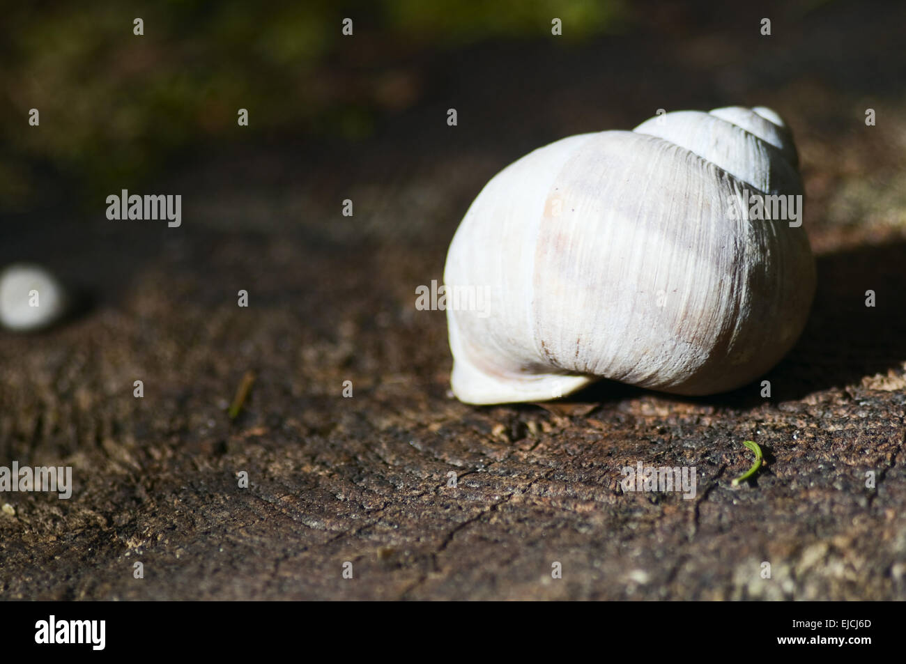 Shell wood hi-res stock photography and images - Alamy