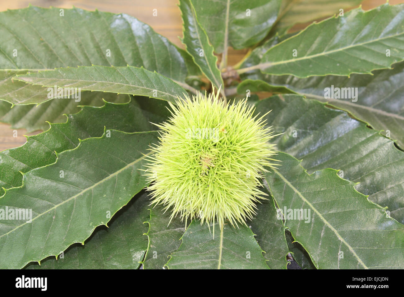 fresh green sweet chestnut Stock Photo - Alamy