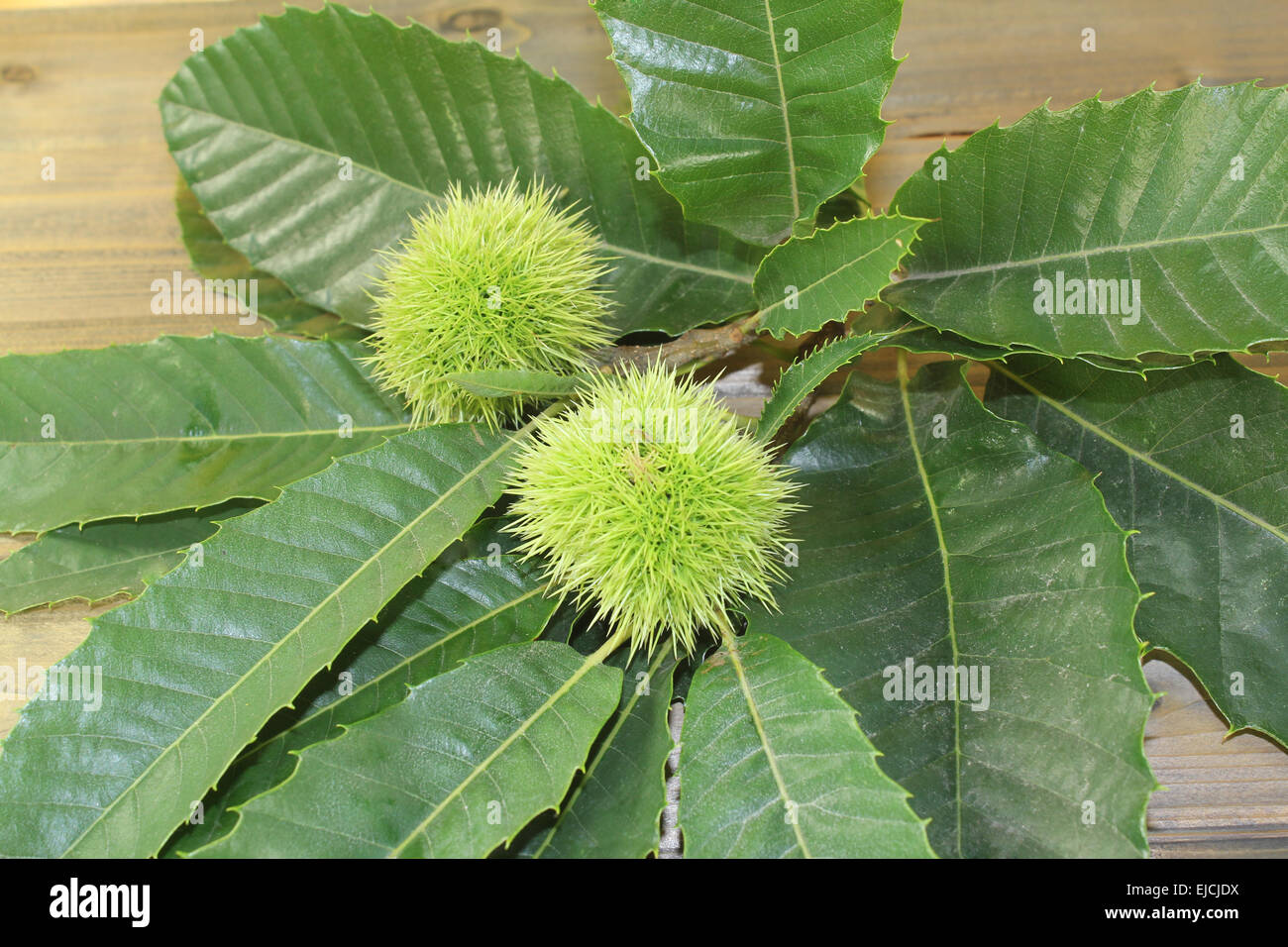 fresh green sweet chestnut with leaves Stock Photo - Alamy