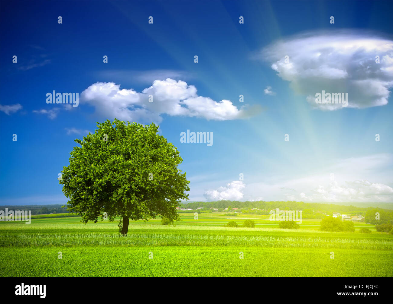 Green nature environment Stock Photo - Alamy