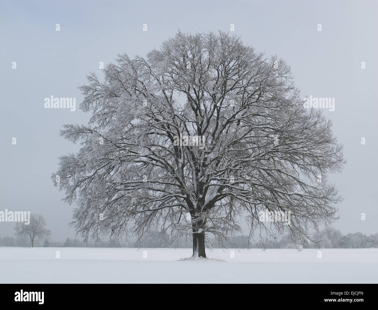 Alone fog one single hi-res stock photography and images - Alamy