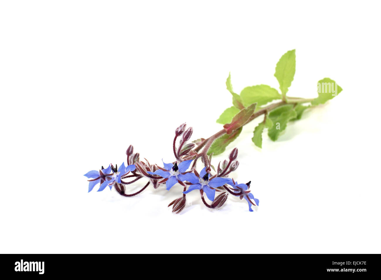 natural blue Borage Stock Photo - Alamy