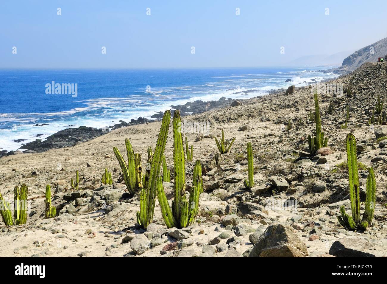Cacti on the Pacific coast in Peru Stock Photo - Alamy