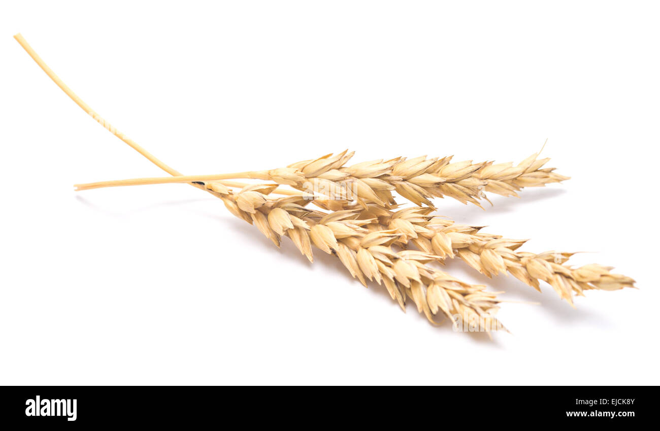 Ears spike Cut Out Stock Images & Pictures - Alamy