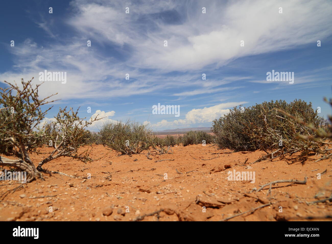 Red stone desert bushes hi-res stock photography and images - Alamy