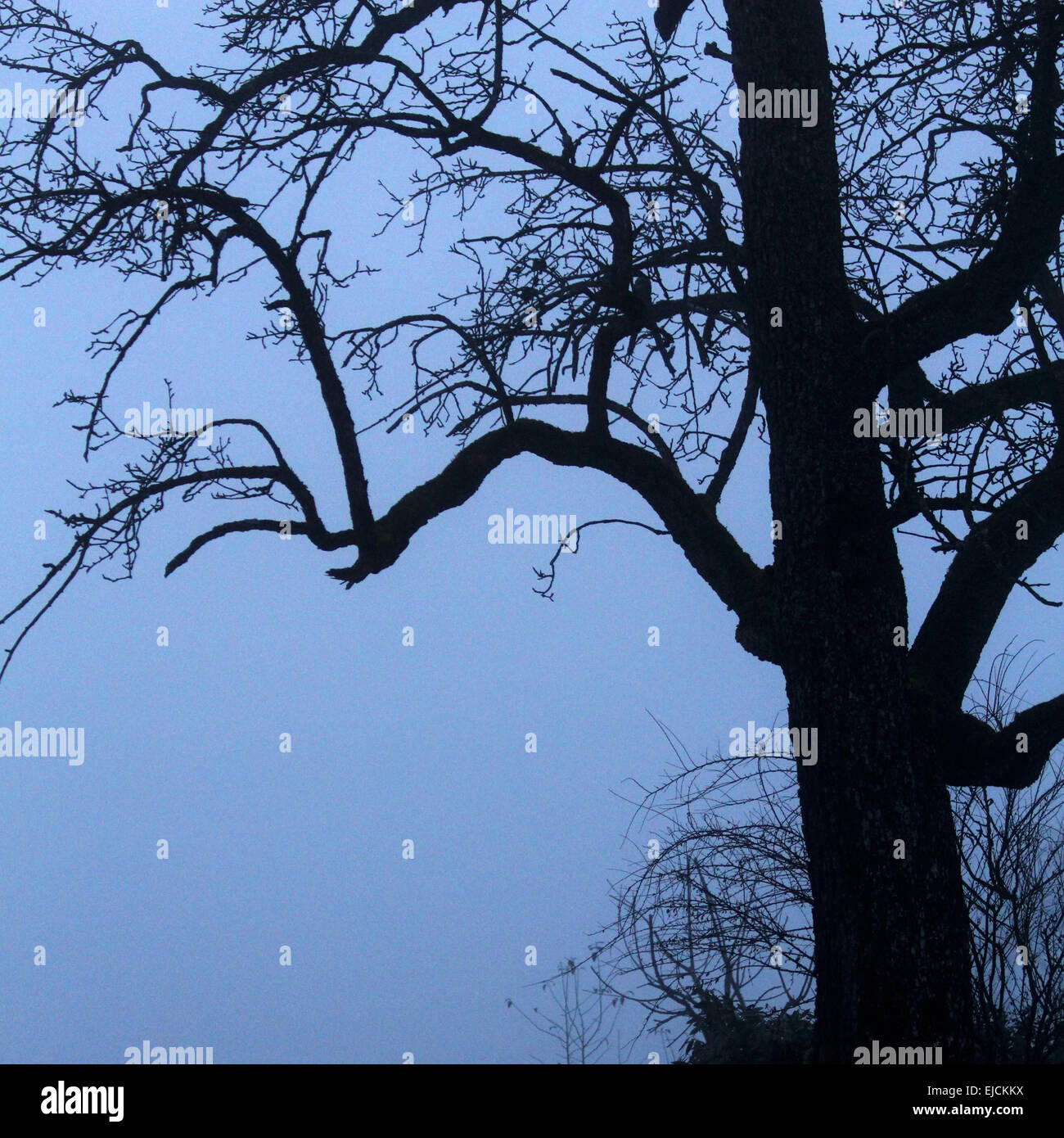 Gnarled tree hi-res stock photography and images - Alamy