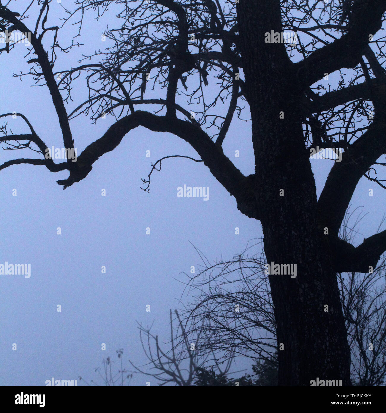 Gnarled tree hi-res stock photography and images - Alamy