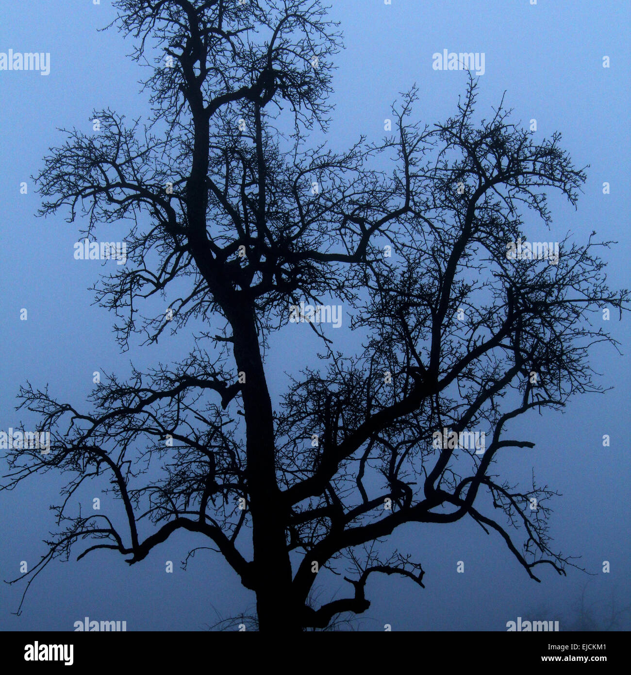 Gnarled tree hi-res stock photography and images - Alamy