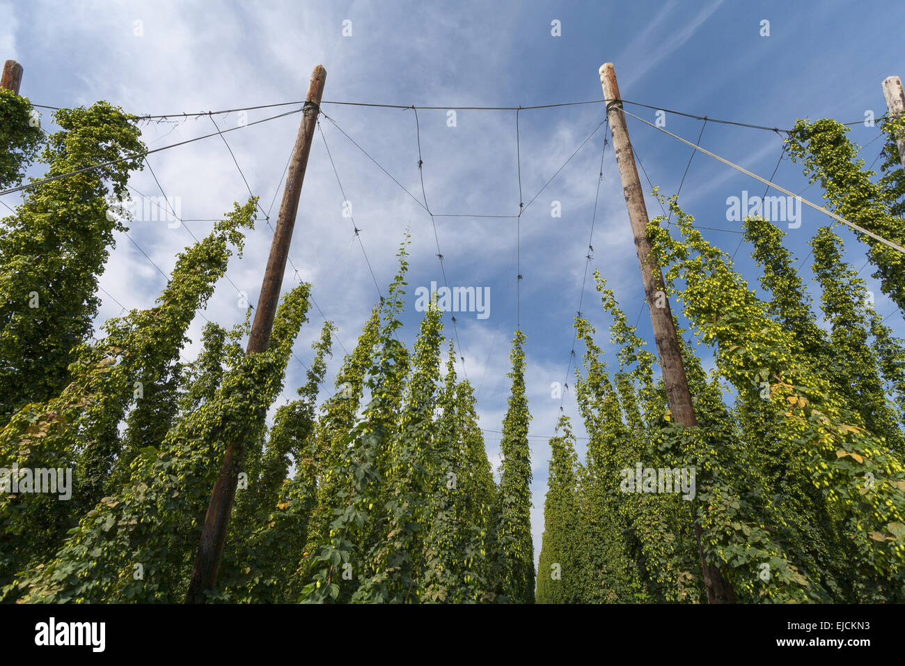 Hopfenfeld hi-res stock photography and images - Alamy