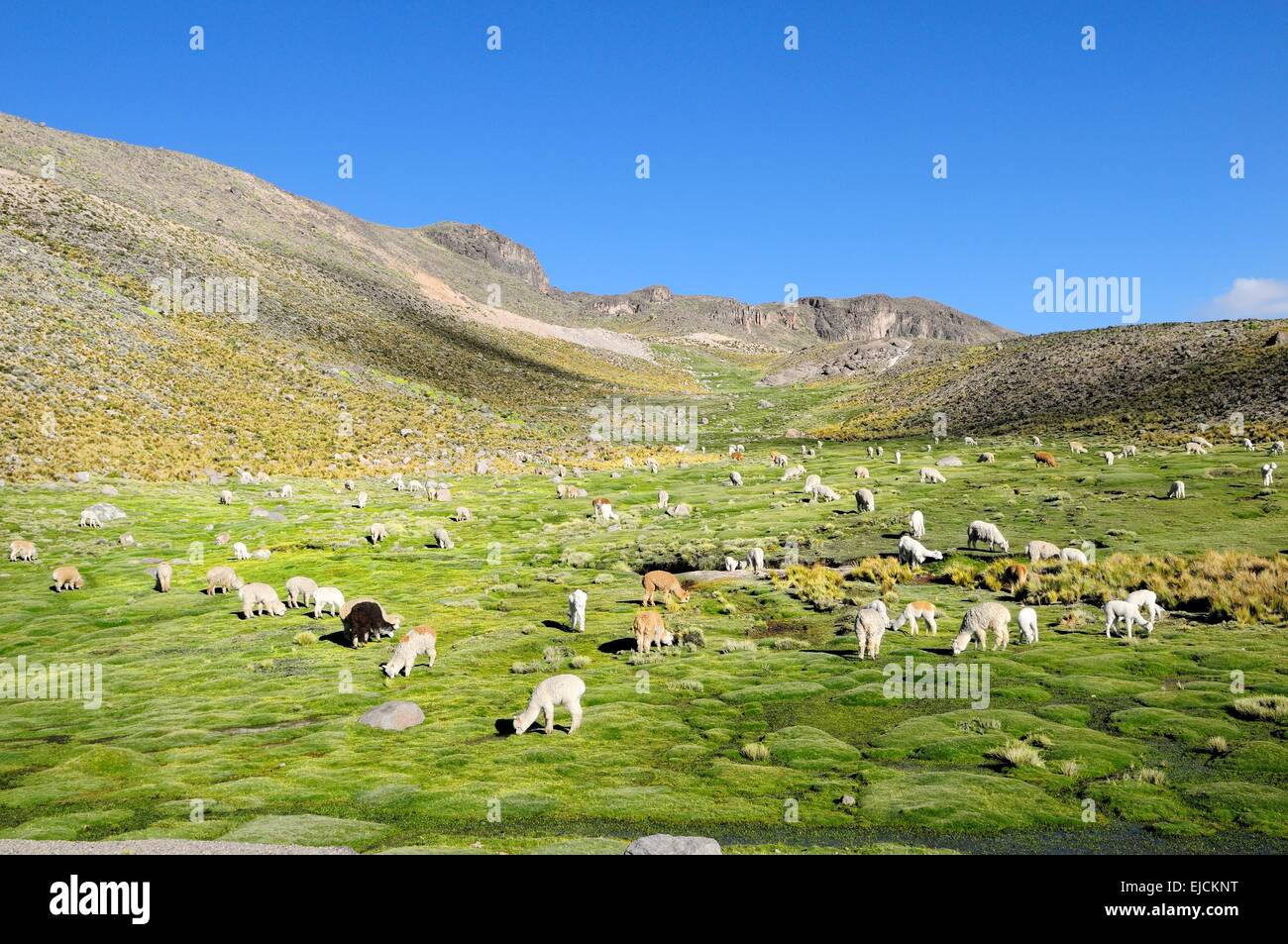Livestock peru alpaca hi-res stock photography and images - Alamy