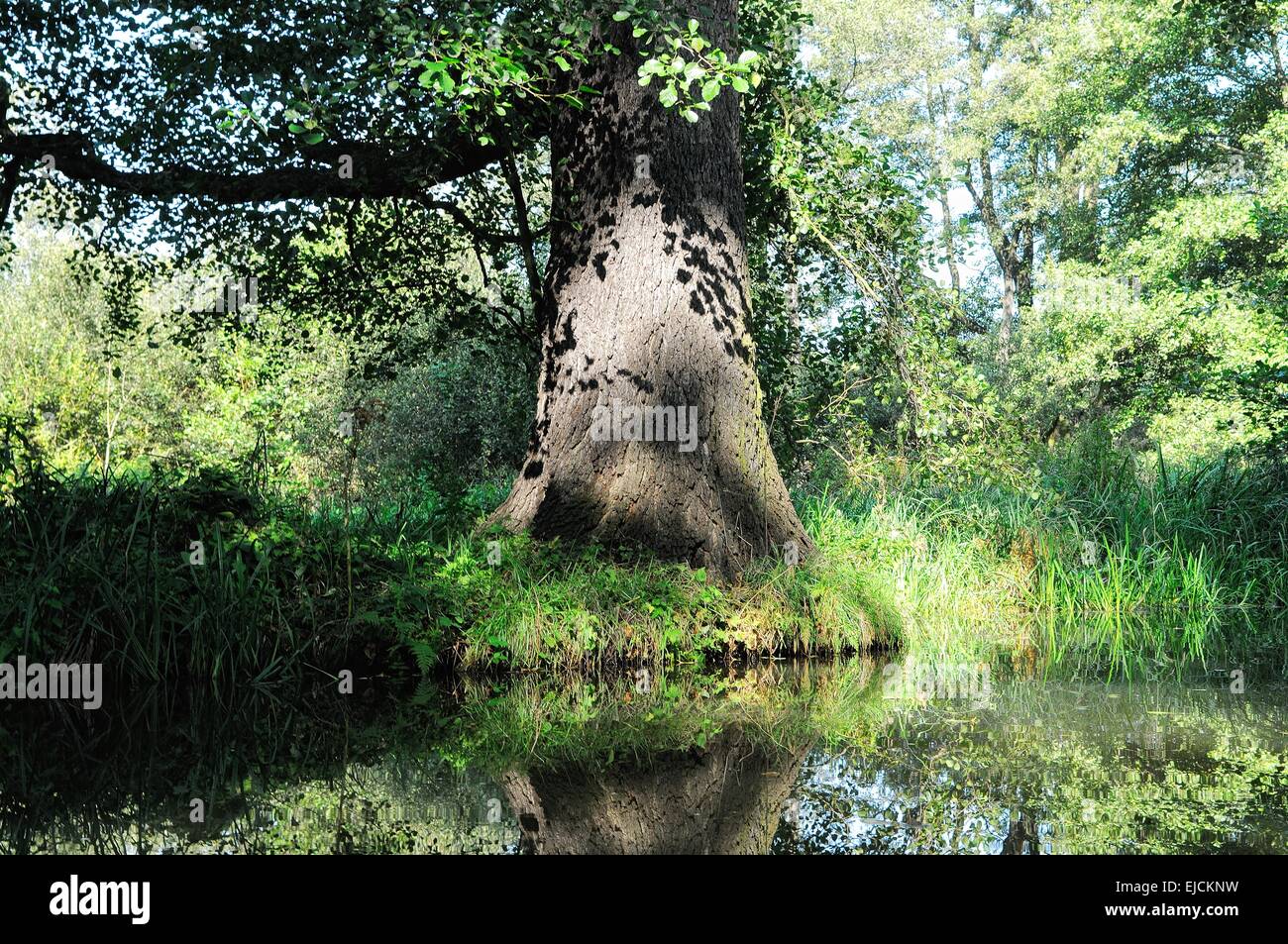 Ash tree by the water Stock Photo - Alamy