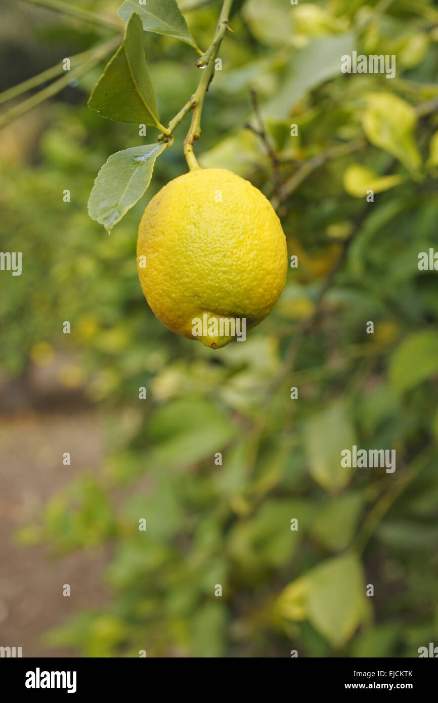 lemon tree, Spain Stock Photo - Alamy
