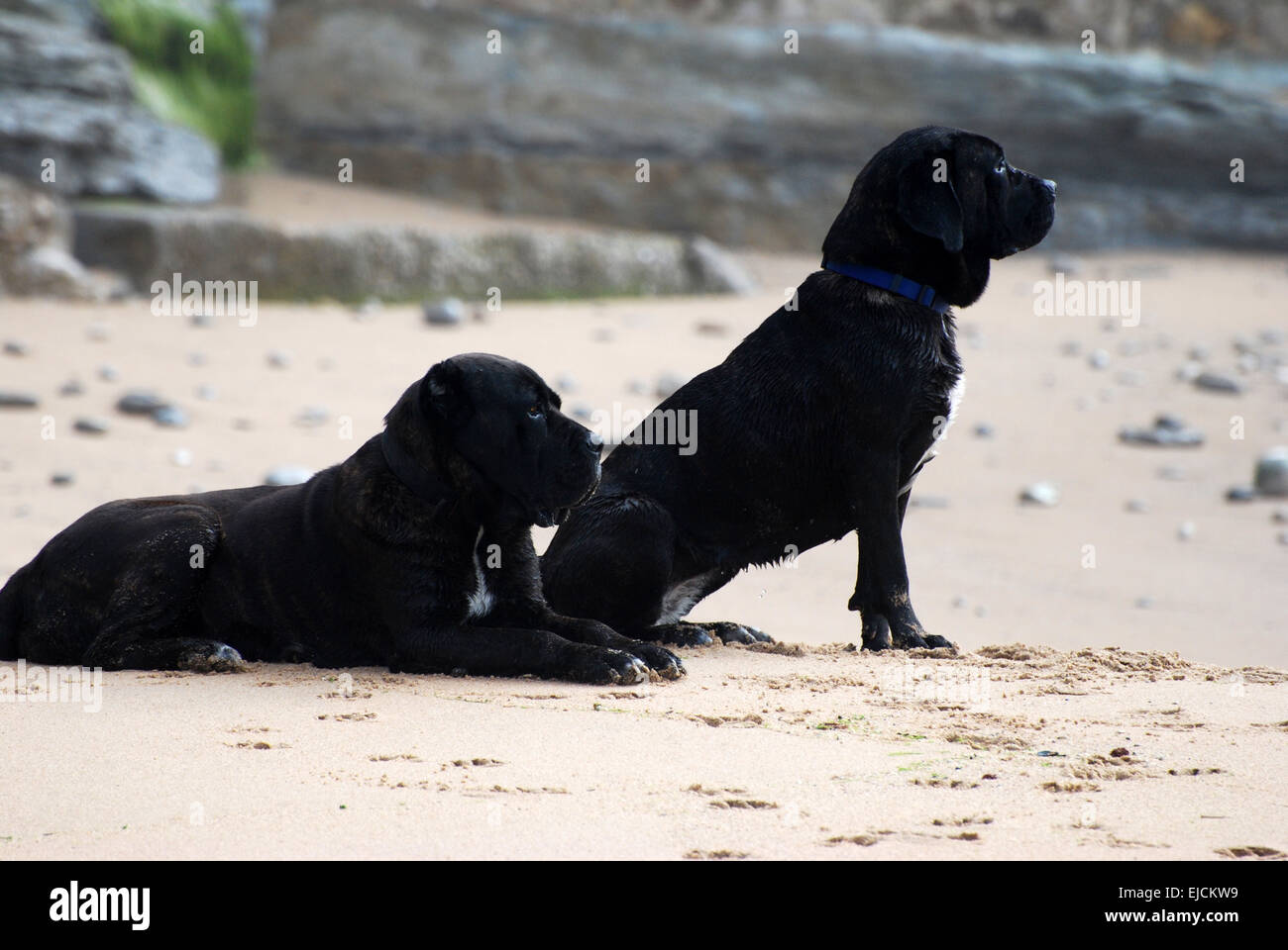 Two dogs black labradors Stock Photo - Alamy