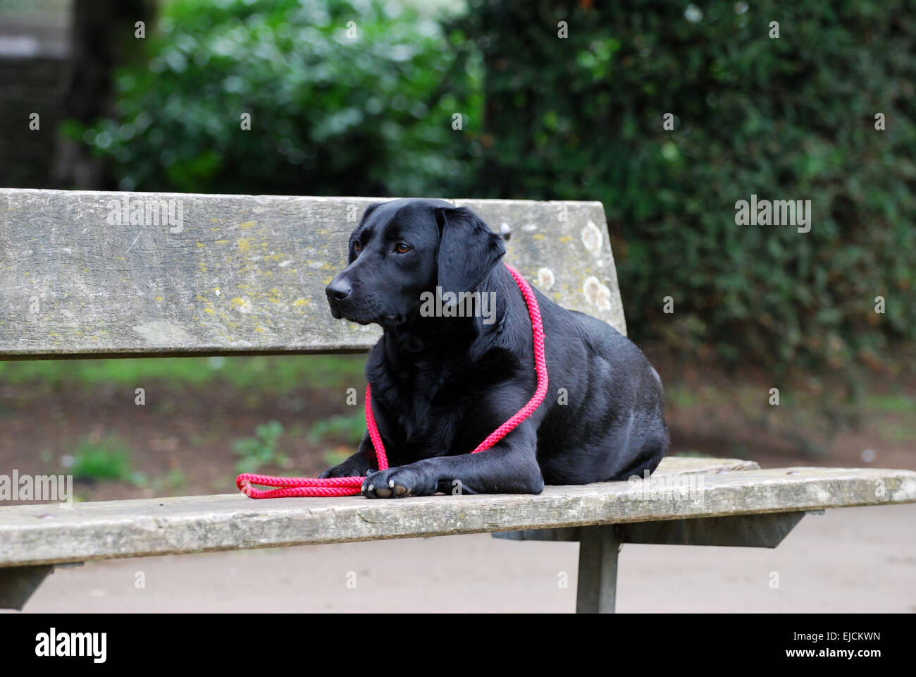 Black Labrador on a park bench Stock Photo - Alamy