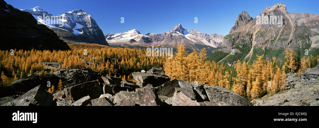 Opabin Prospect overlooking Lake O'Hara, Yoho National Park, British ...