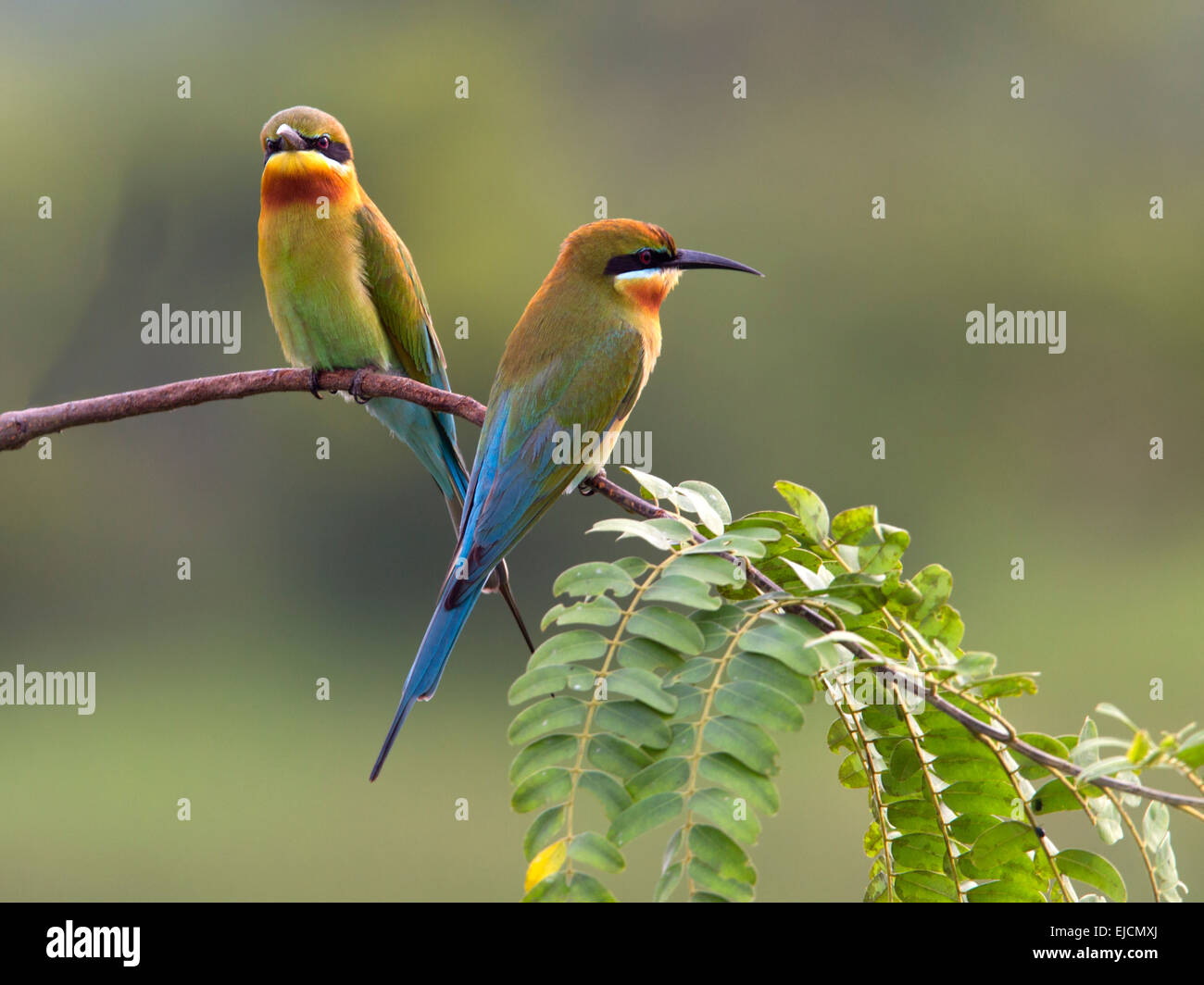 Blue tailed bee eaters hi-res stock photography and images - Alamy