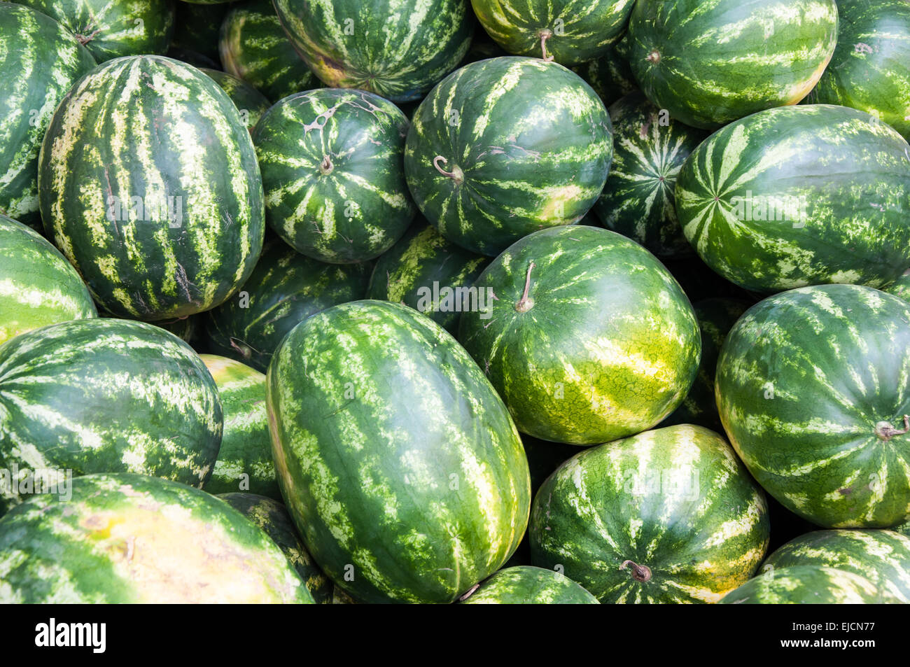 Watermelon is an annual herbaceous plant, a species of Citrullus family ...