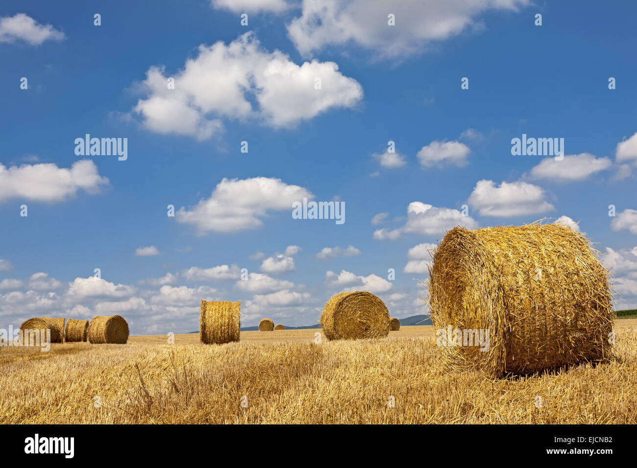 Stubble straw hi-res stock photography and images - Alamy