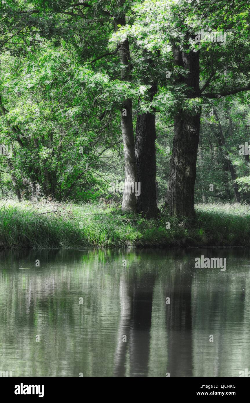 Mirrored trees in the water soft Stock Photo - Alamy