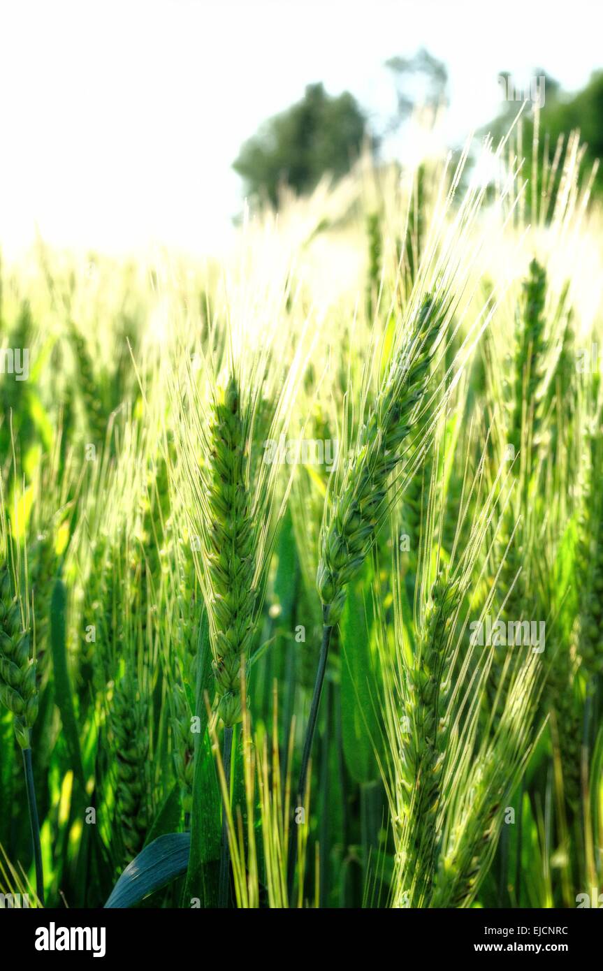 Barley awns hi-res stock photography and images - Alamy