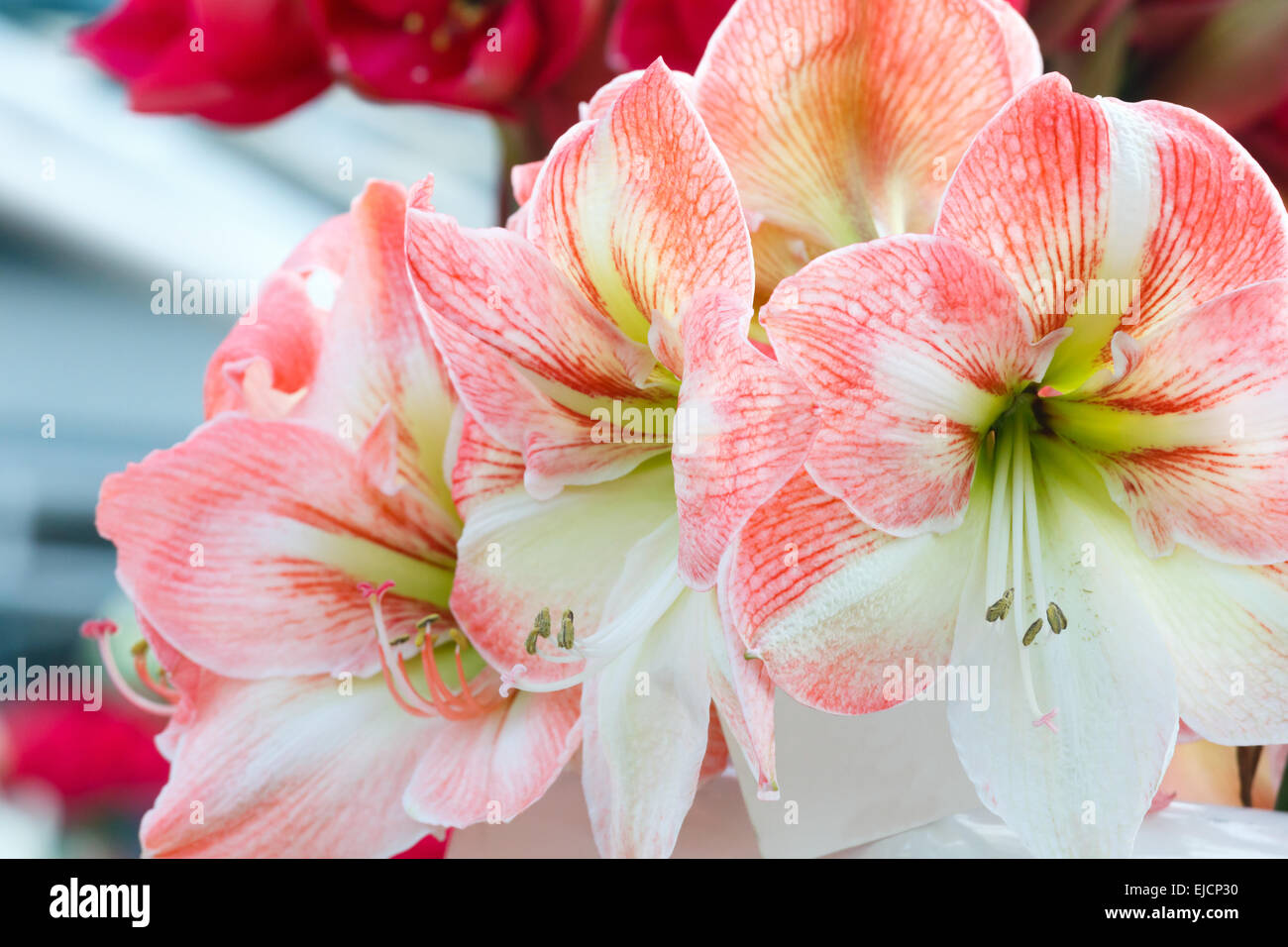 Pink Amaryllis flowers Stock Photo - Alamy