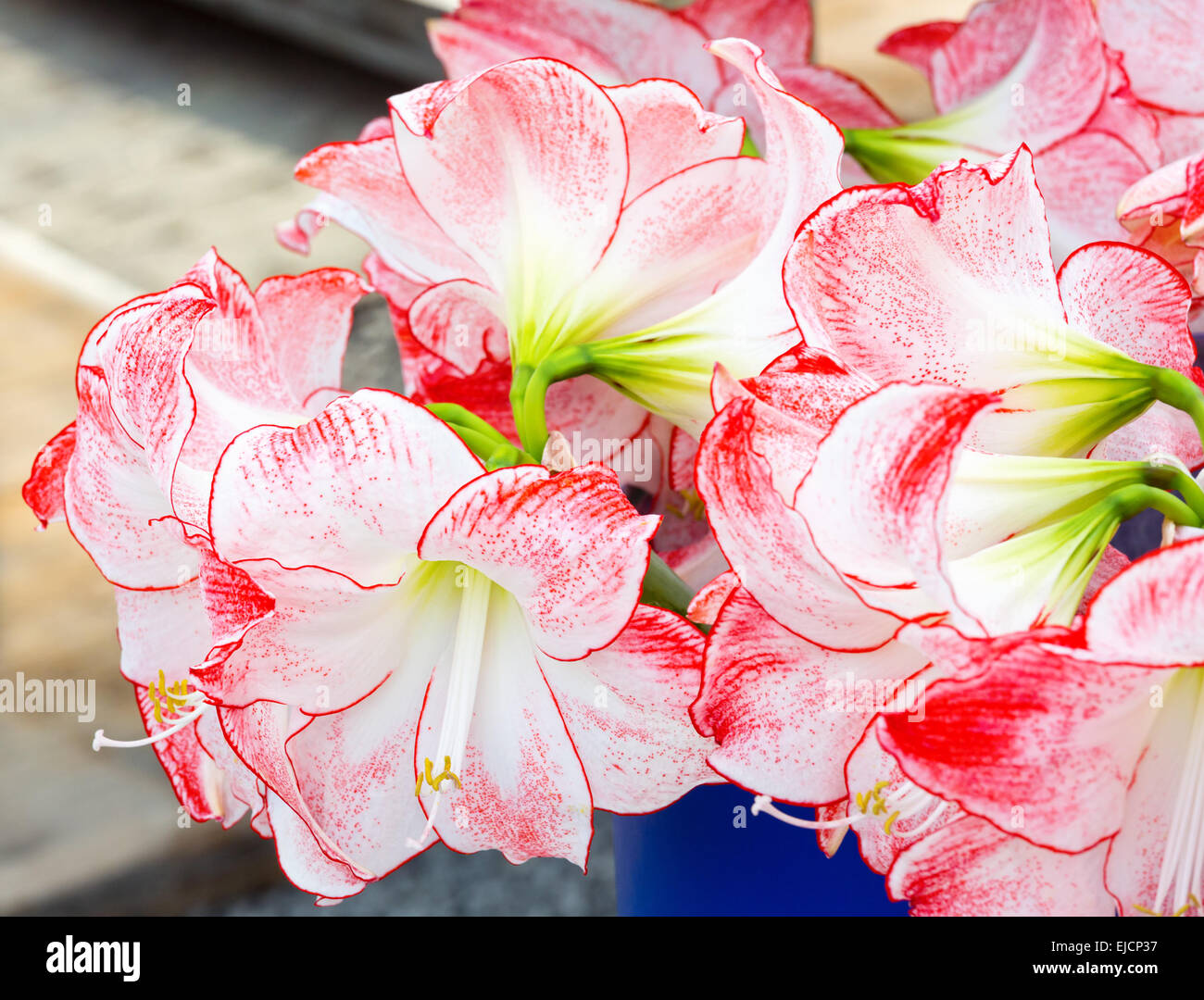 Amaryllis flowers bouquet Stock Photo - Alamy