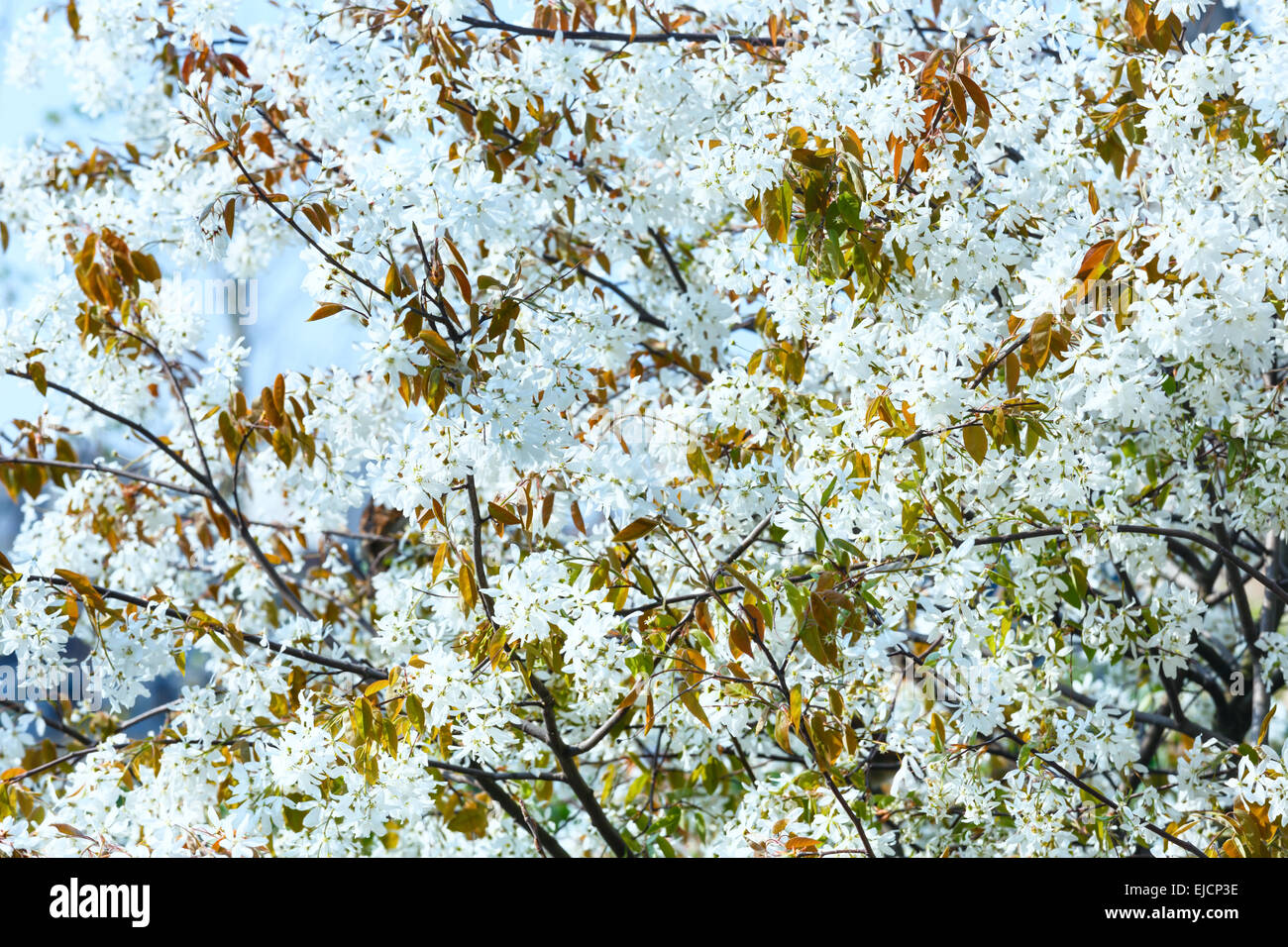 White blossoming tree Stock Photo - Alamy