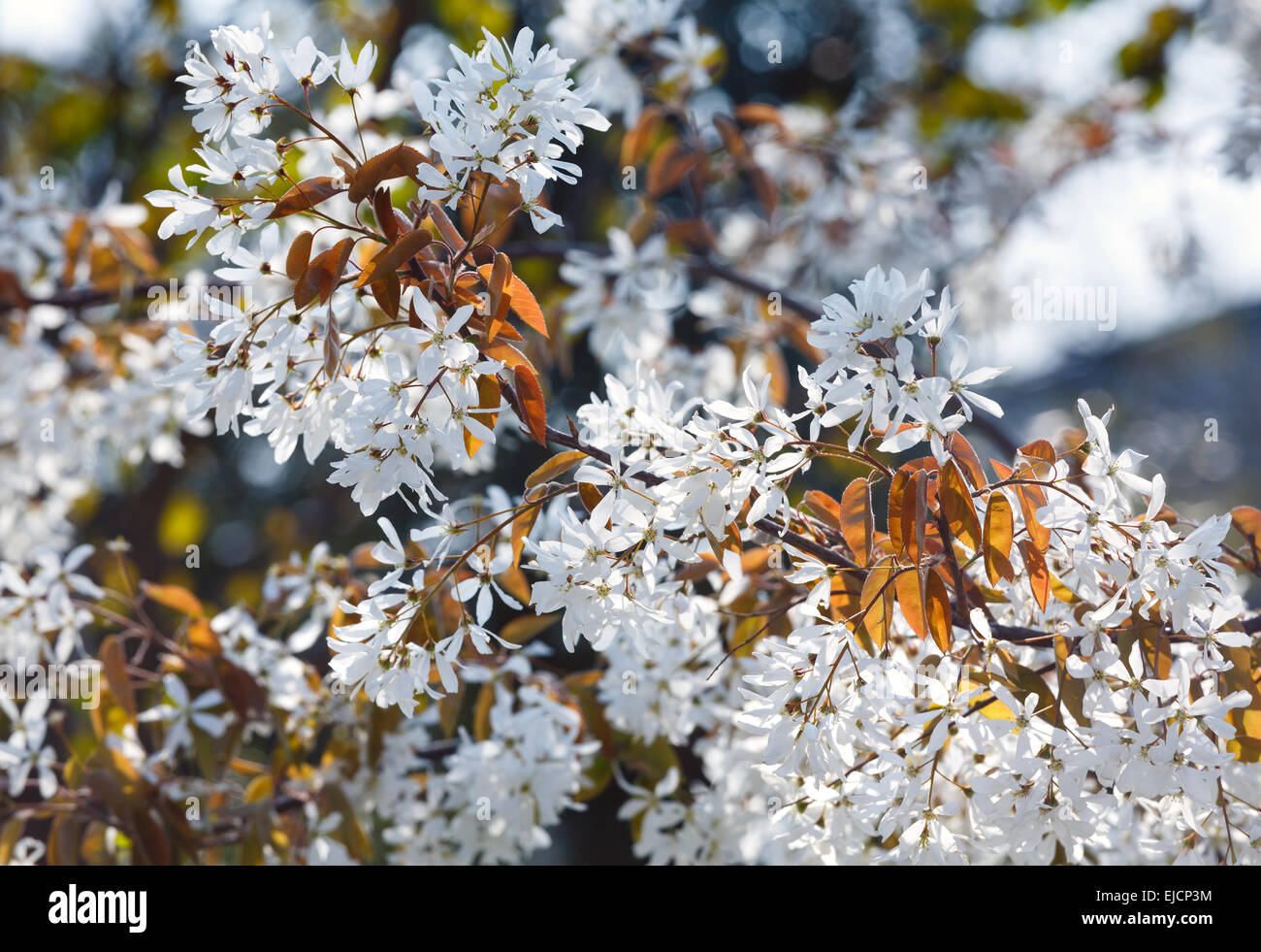 White blossoming tree Stock Photo - Alamy